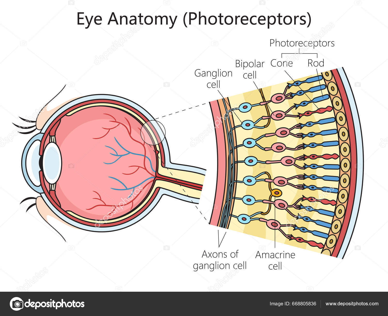 Photoreceptor Cell Discovery Eye Foundation - vrogue.co Photoreceptor Cell Discovery Eye Foundation - vrogue.co