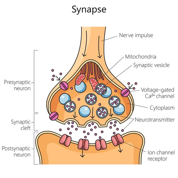 Synaptic Terminal Synaptic Terminal