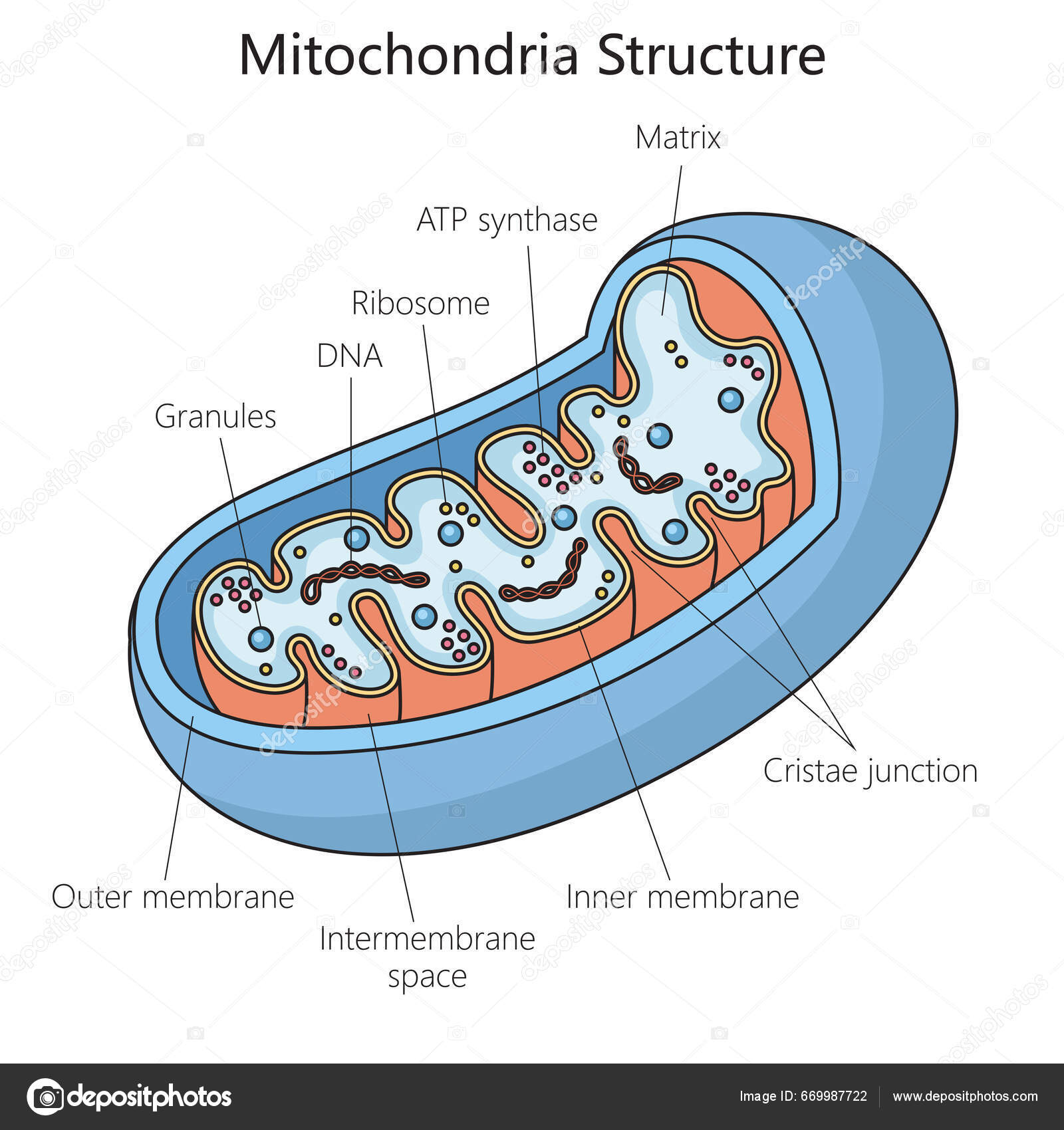 Mitochondriën Diagram Mitochondrial DNA In Our Brains Could Be