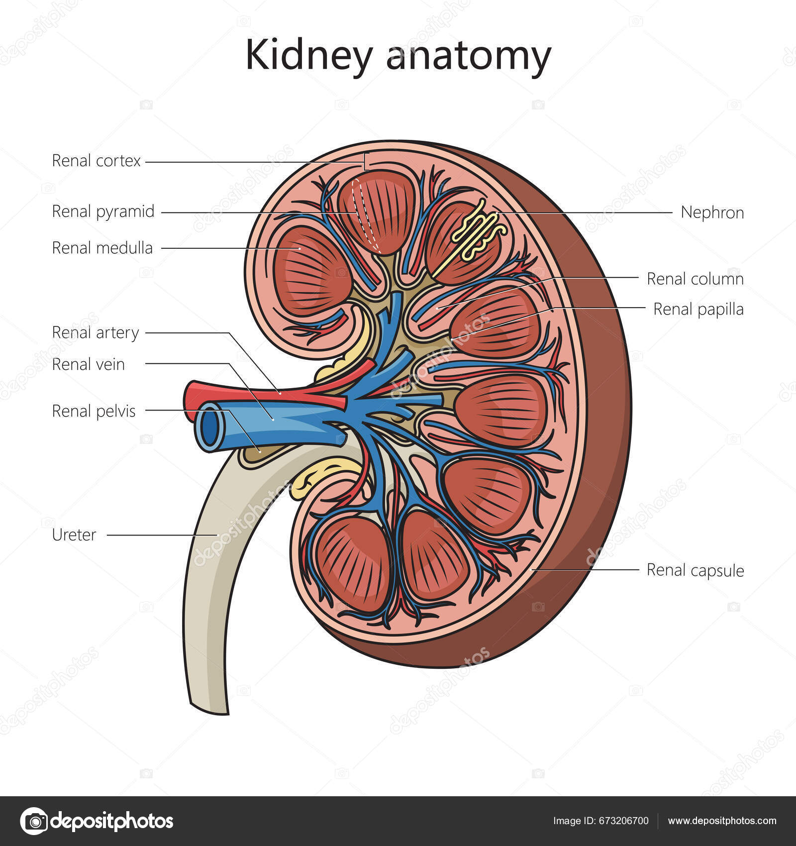Estrutura Anatômica Rim Humano Diagrama Esquemático Ilustração Raster ...