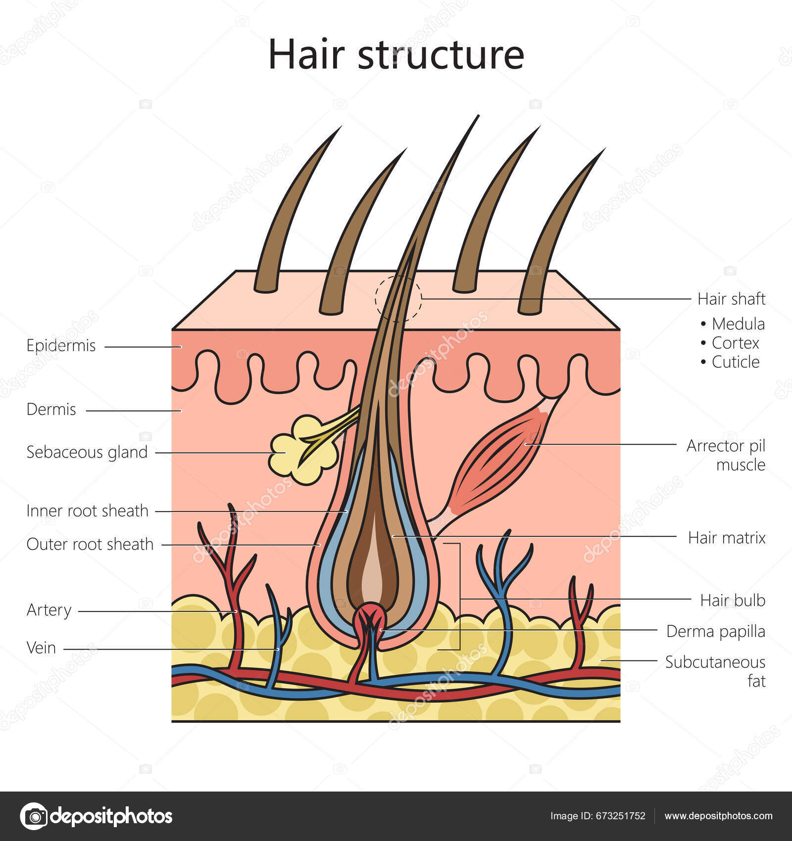 Gambar Vektor Skematik Struktur Rambut Ilustrasi Pendidikan Ilmu ...