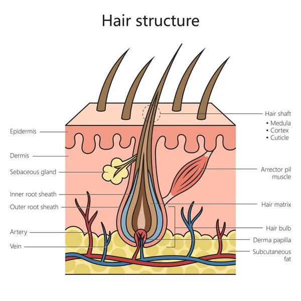 Integumentary System Hair Follicle