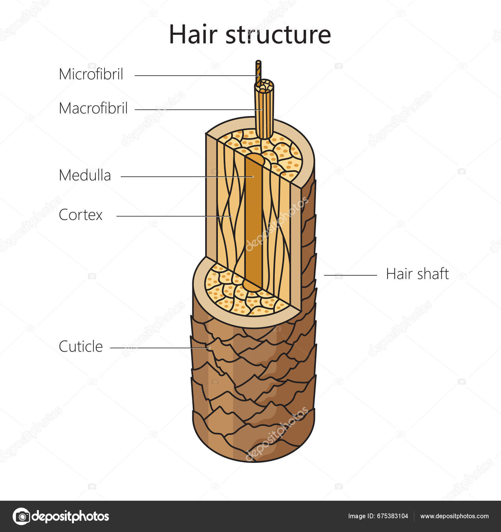 Manusia Struktur Rambut Diagram Skema Raster Ilustrasi Ilustrasi ...