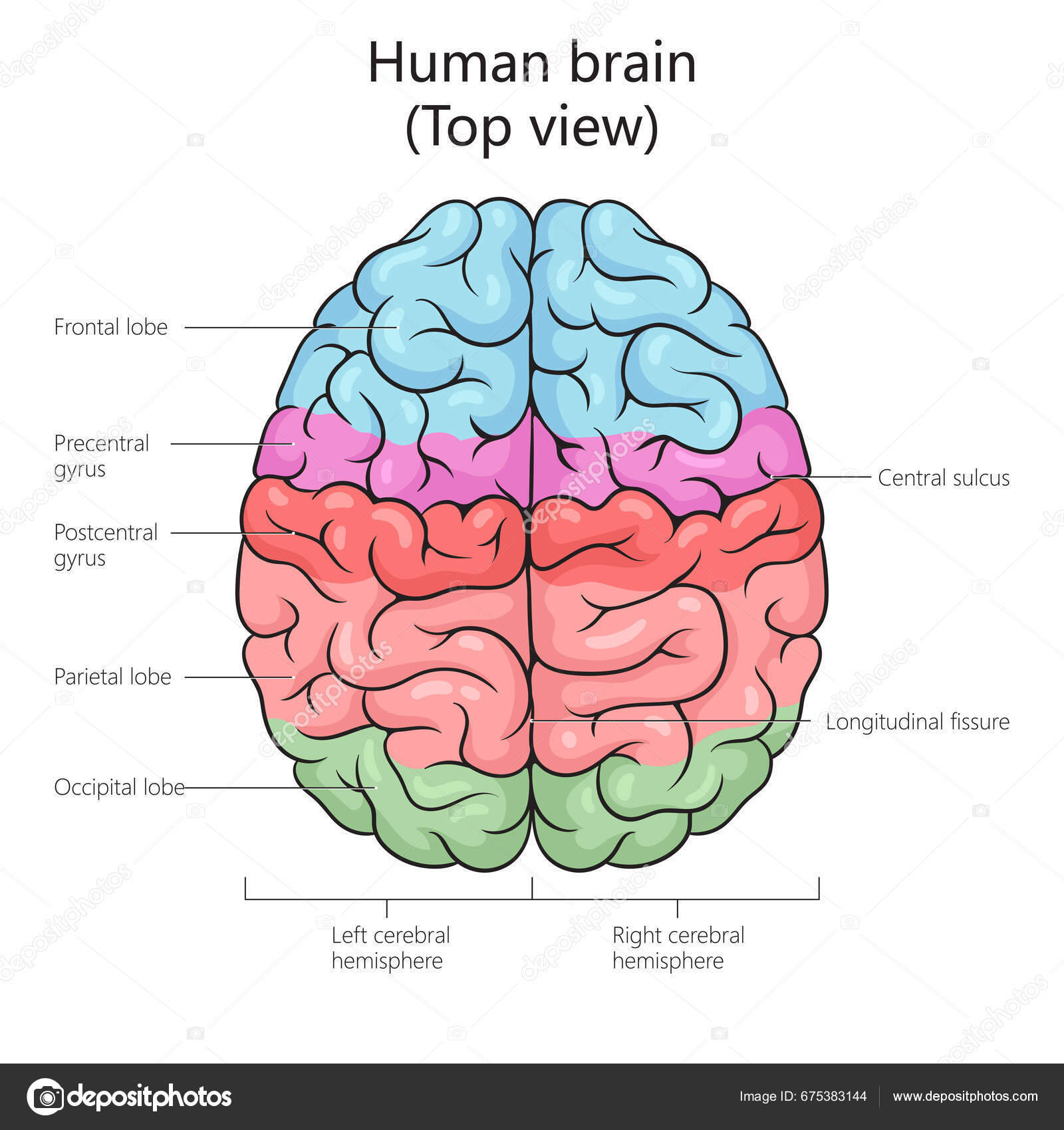 Estructura Del Cerebro Humano Vista Superior Diagrama Esquemático Raster Ilustración: fotografía ...