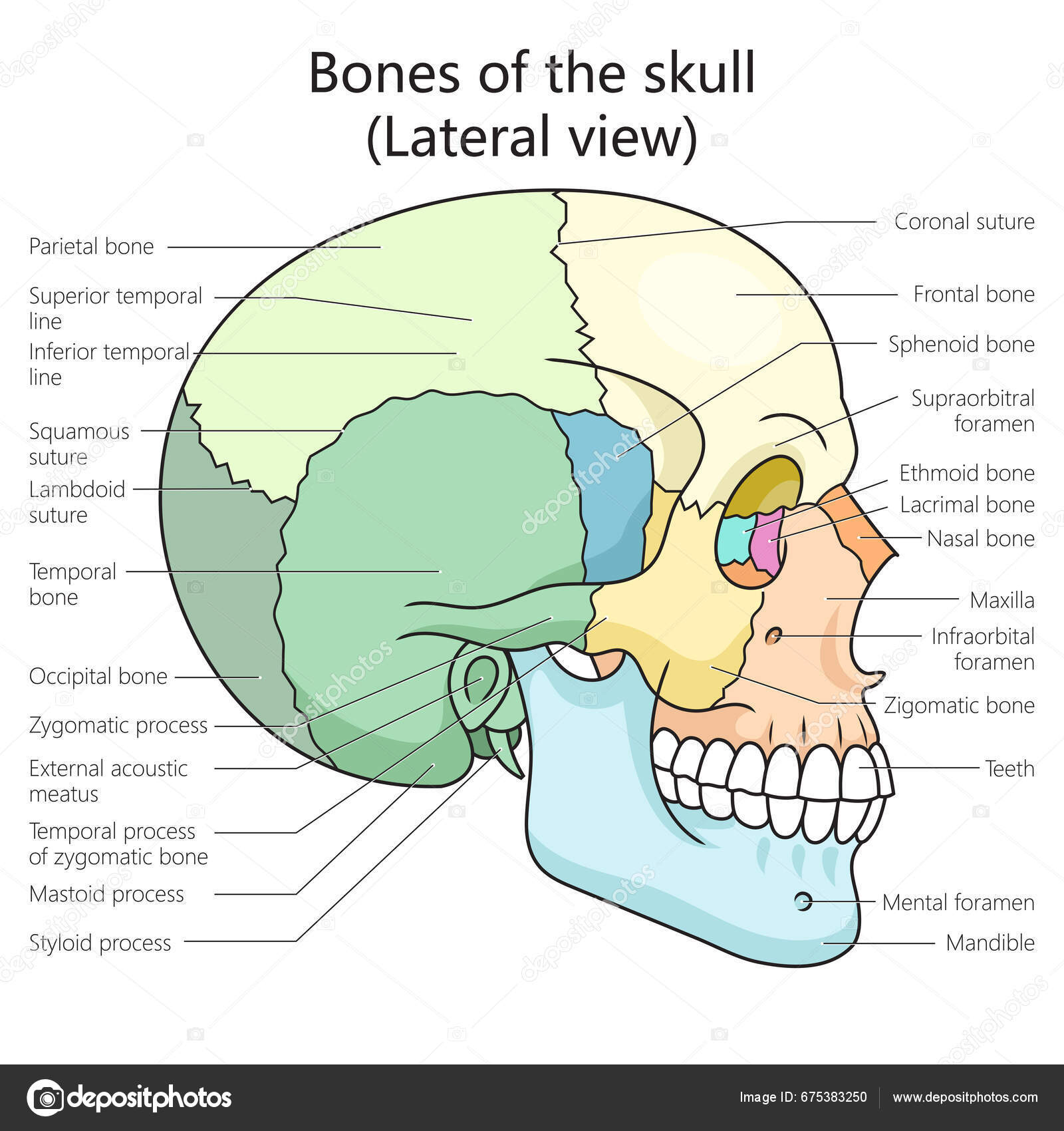 Huesos Del Cráneo Humano Estructura Vista Lateral Diagrama Esquema ...