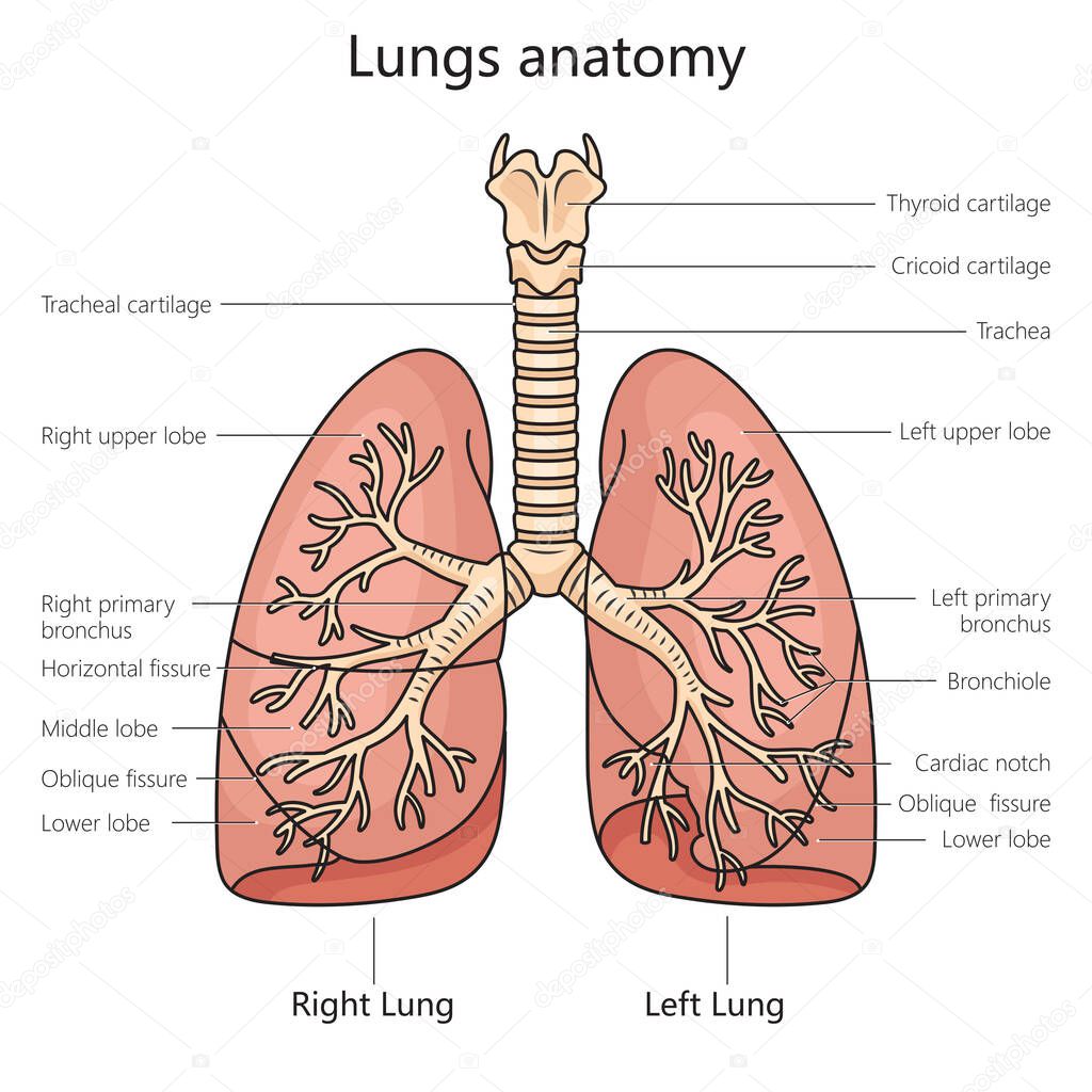 Akciğer Anatomisi Şeması Şematik Vektör Çizimi Tıp Bilimi Eğitimsel ...