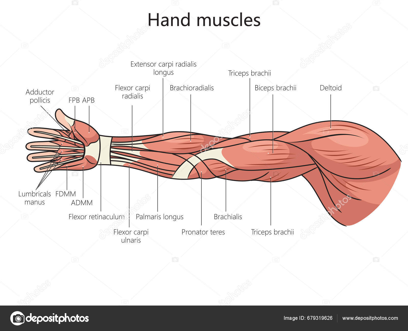 Figura Esquemática Vetor Diagrama Estrutura Dos Músculos Humanos Braço ...