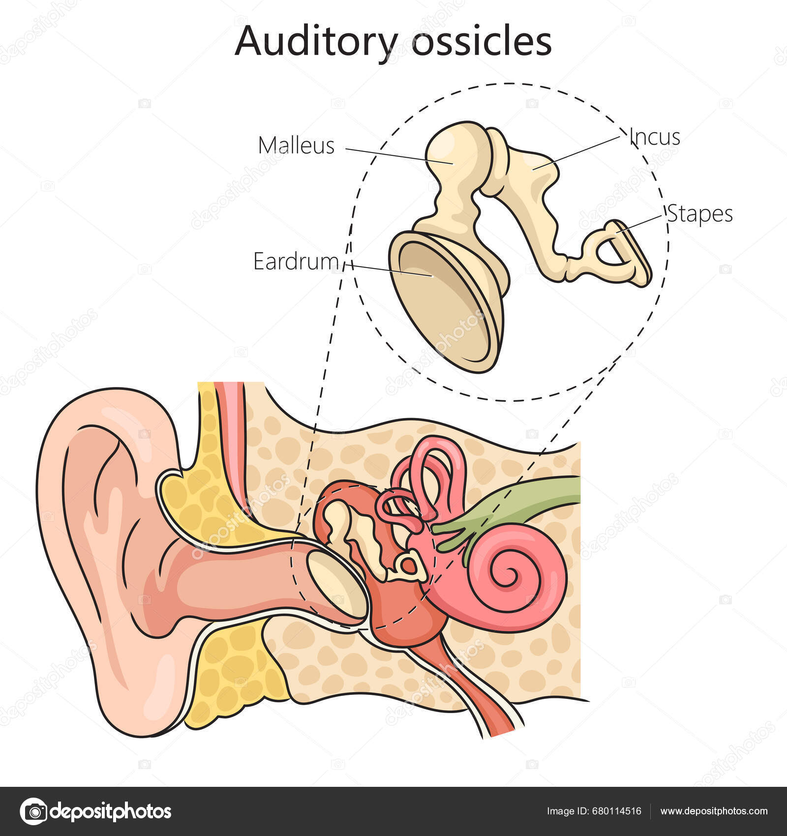 Ilustración Vectorial Esquemática Diagrama Estructura Osículos ...