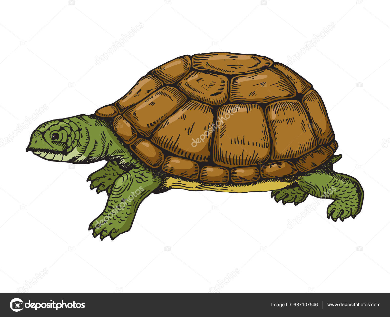 Turtle Raster Hand Drawn Sketch Style Engraving Color Illustration ...