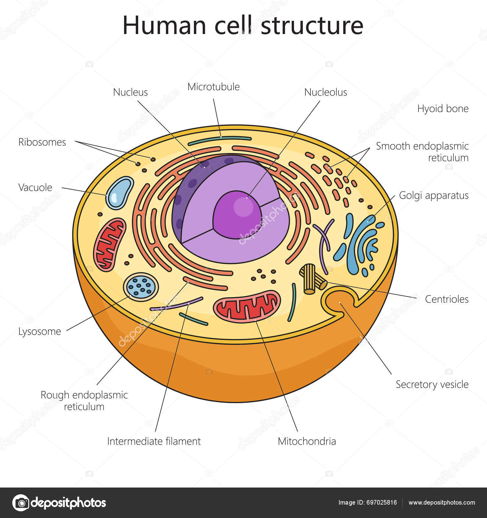 Human Cell Structure Diagram Hand Drawn Schematic Raster Illustration ...
