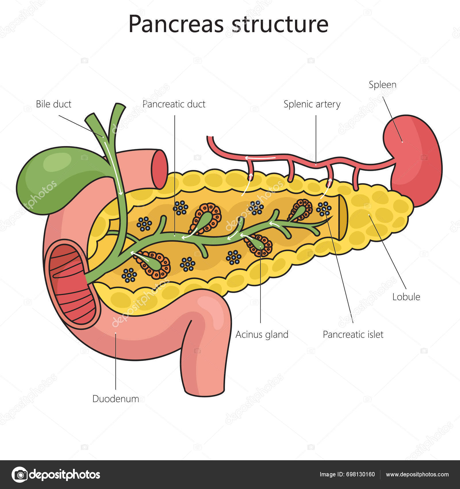 Diagrama Estrutura Pâncreas Ilustração Esquemática Raster Desenhada Mão ...
