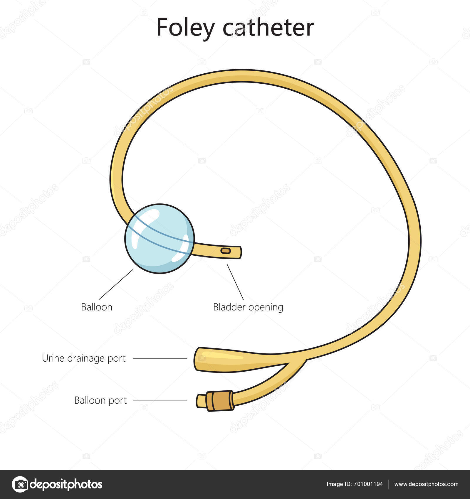 Gambar Kateter Struktur Kateter Urin Menggambarkan Gambar Vektor ...