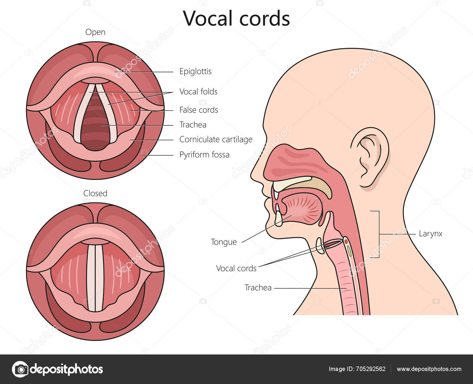 Human Vocal Cords Structure Diagram Hand Drawn Schematic Vector Illustration Stock Vector by ...