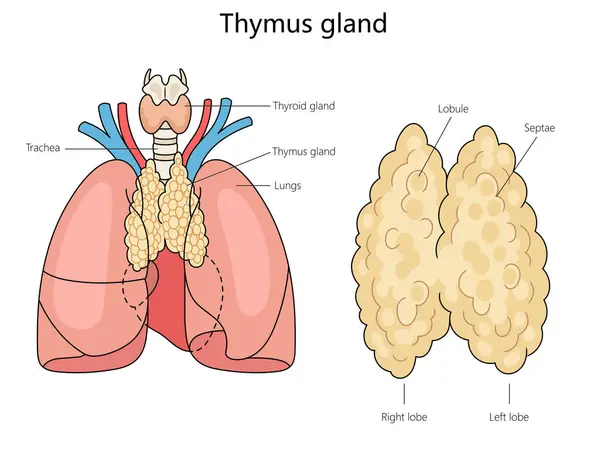 Thymus gland Vektor Stok, Ilustrasi Thymus gland Bebas Royalti ...