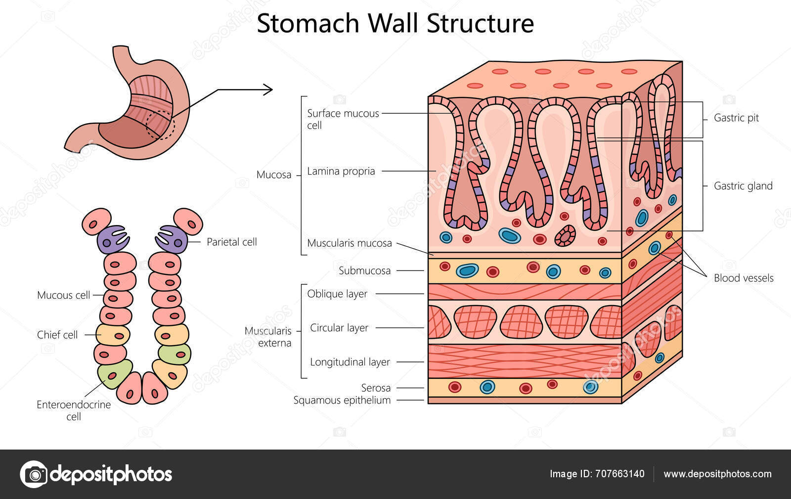 Image vectorielle Schéma Structure Paroi D'estomac Illustration ...