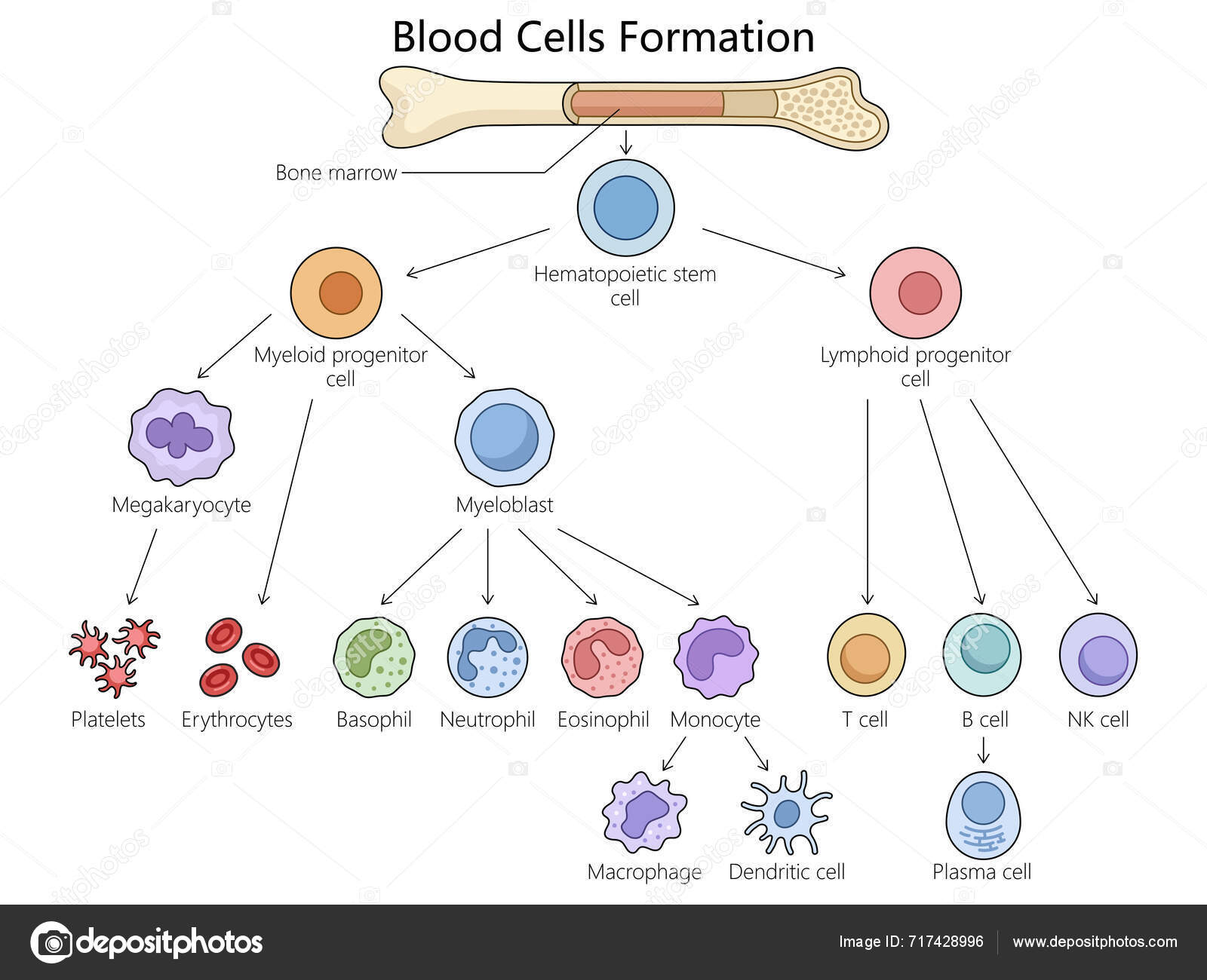 Hematopoyesis Humana Formación Células Sanguíneas Médula Ósea ...
