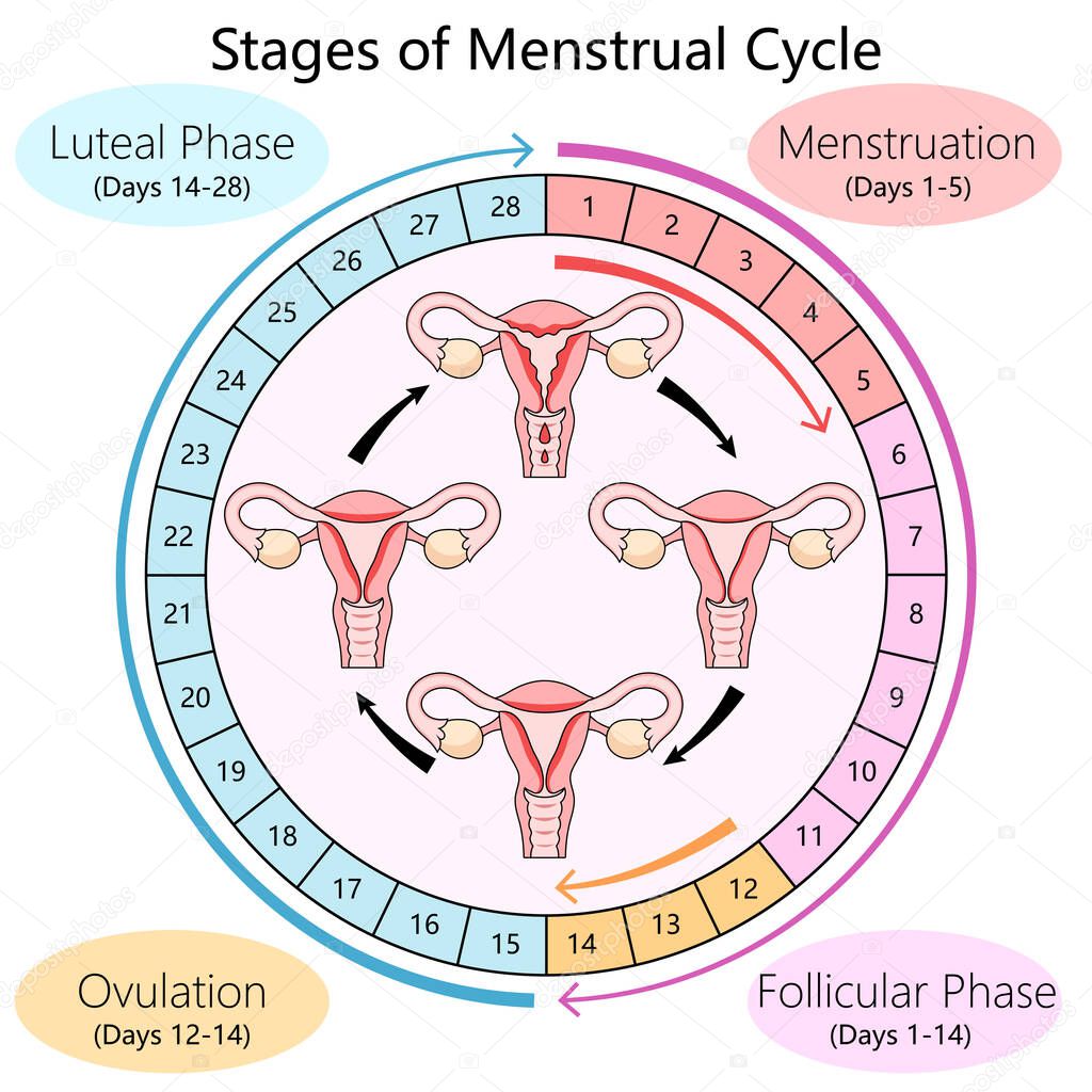 Diagrama humano que detalla las fases del ciclo menstrual, incluyendo la fase folicular, la ...