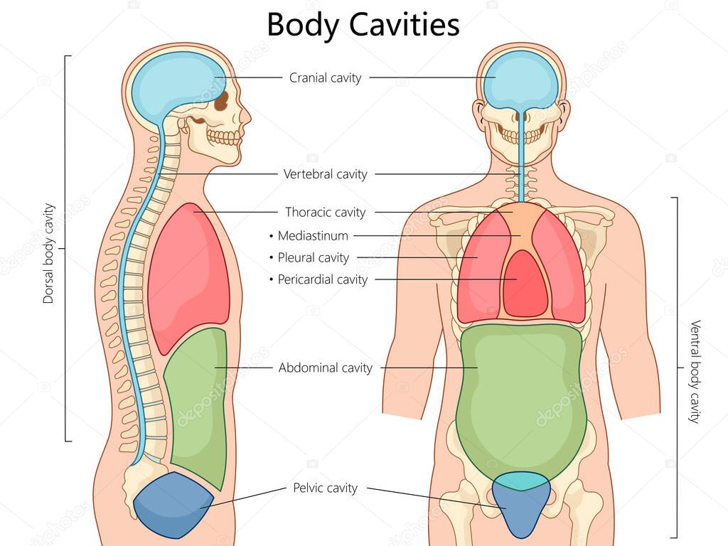 cavidades del cuerpo humano, incluyendo craneales, torácicos ...