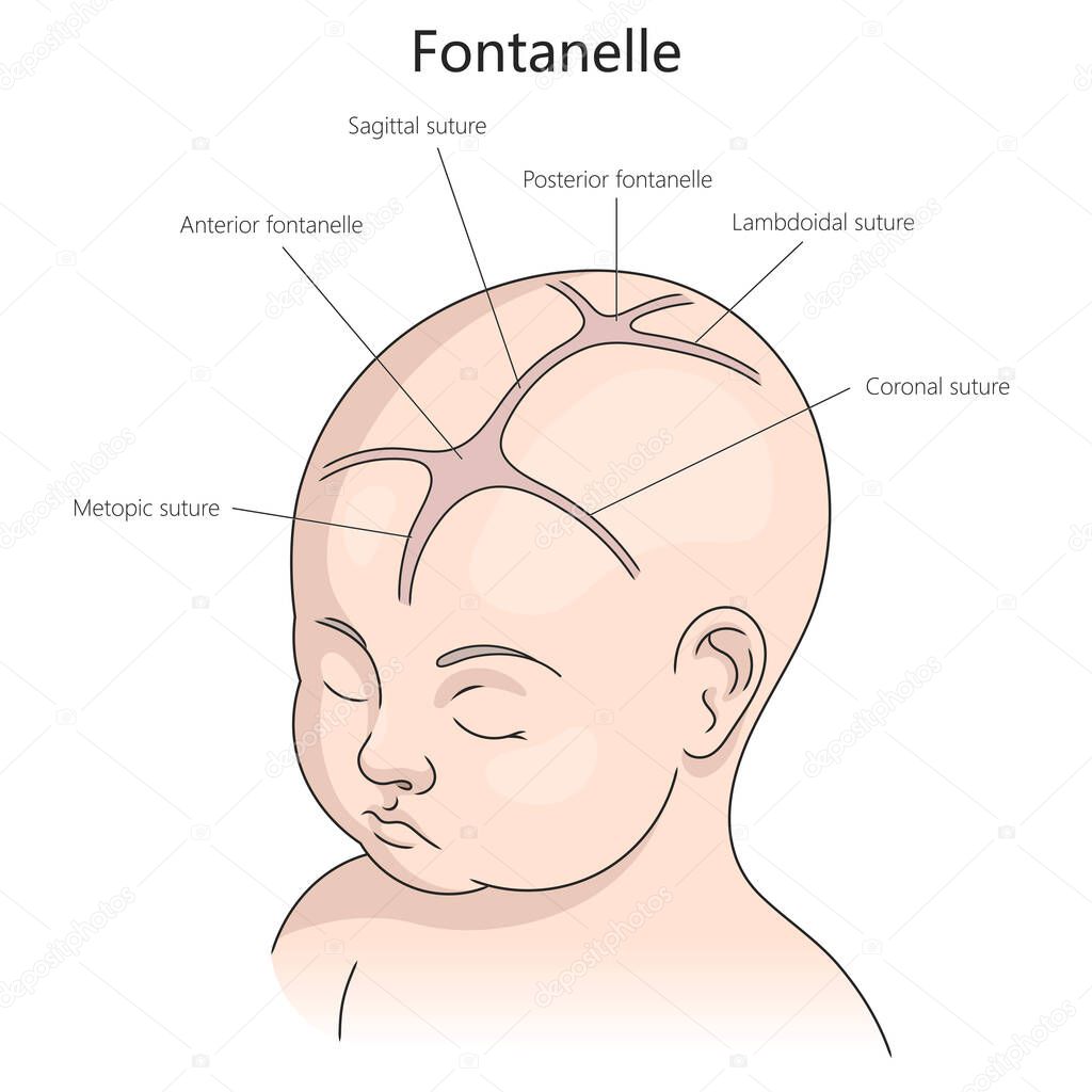 fontanela y suturas en un cráneo infantil, incluyendo fontanelas ...