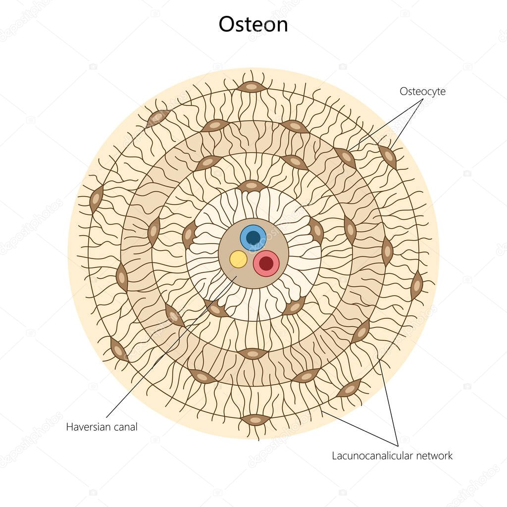 osteón, destacando los osteocitos, el canal de Haversian y la red lacunocanalicular en el ...