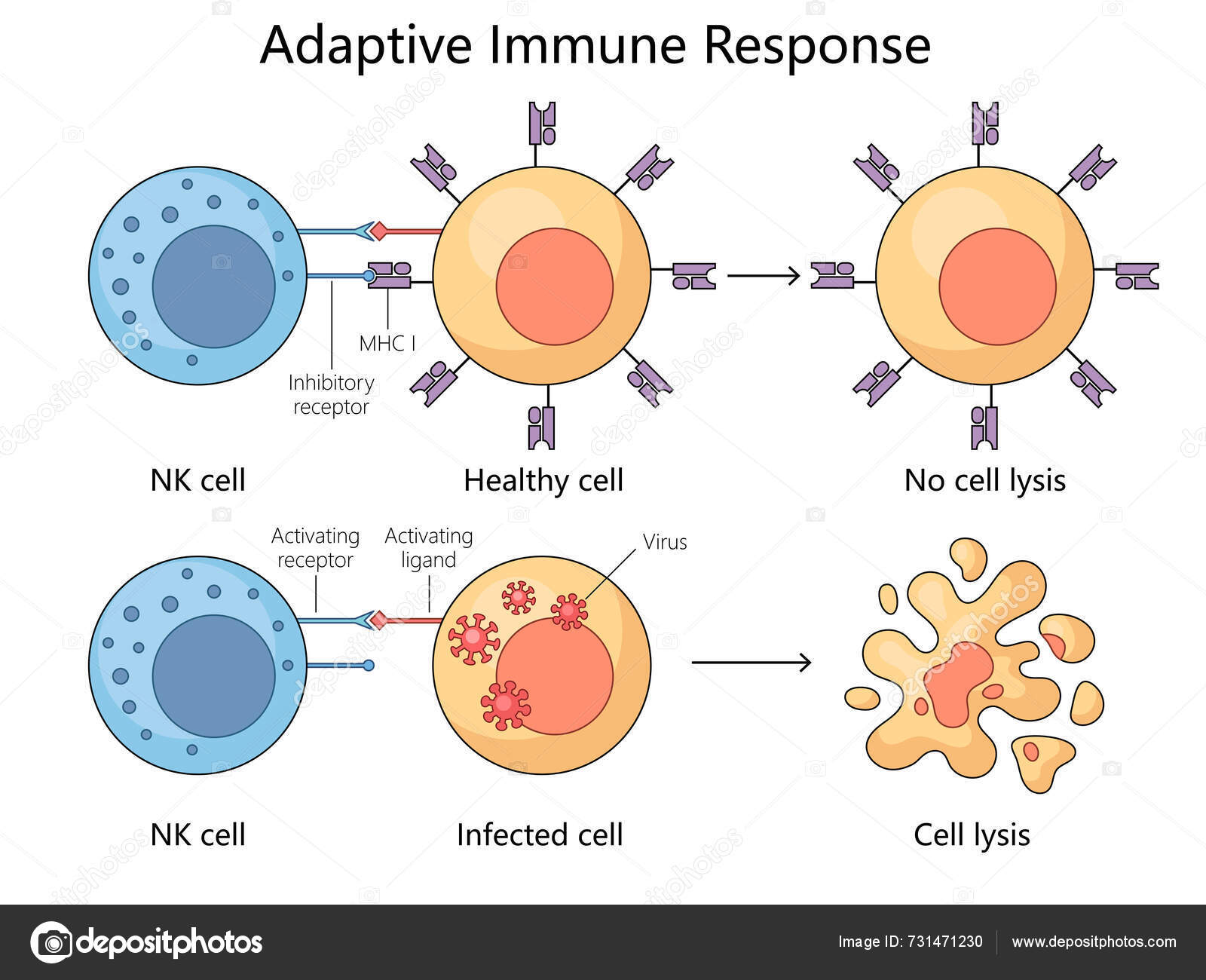 Adaptive Immune Response Highlighting Interaction Cells Healthy ...