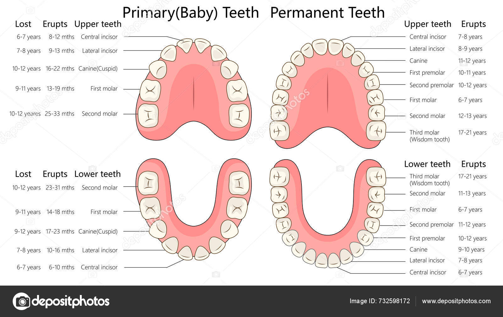 Primary Permanent Teeth Development Stages Showing Eruption Loss ...