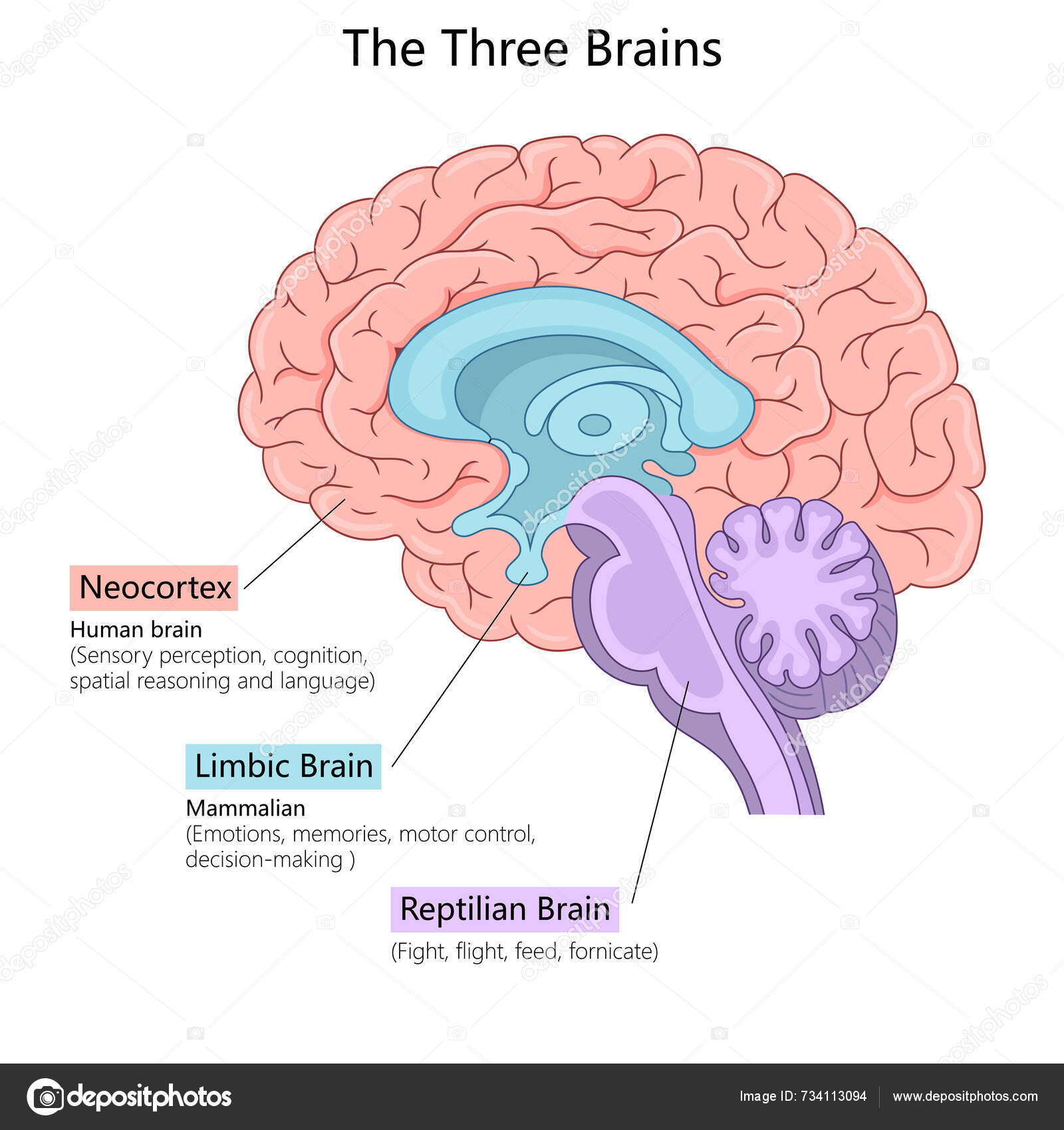 Three Brains Neocortex Limbic Brain Reptilian Brain Sensory Perception ...