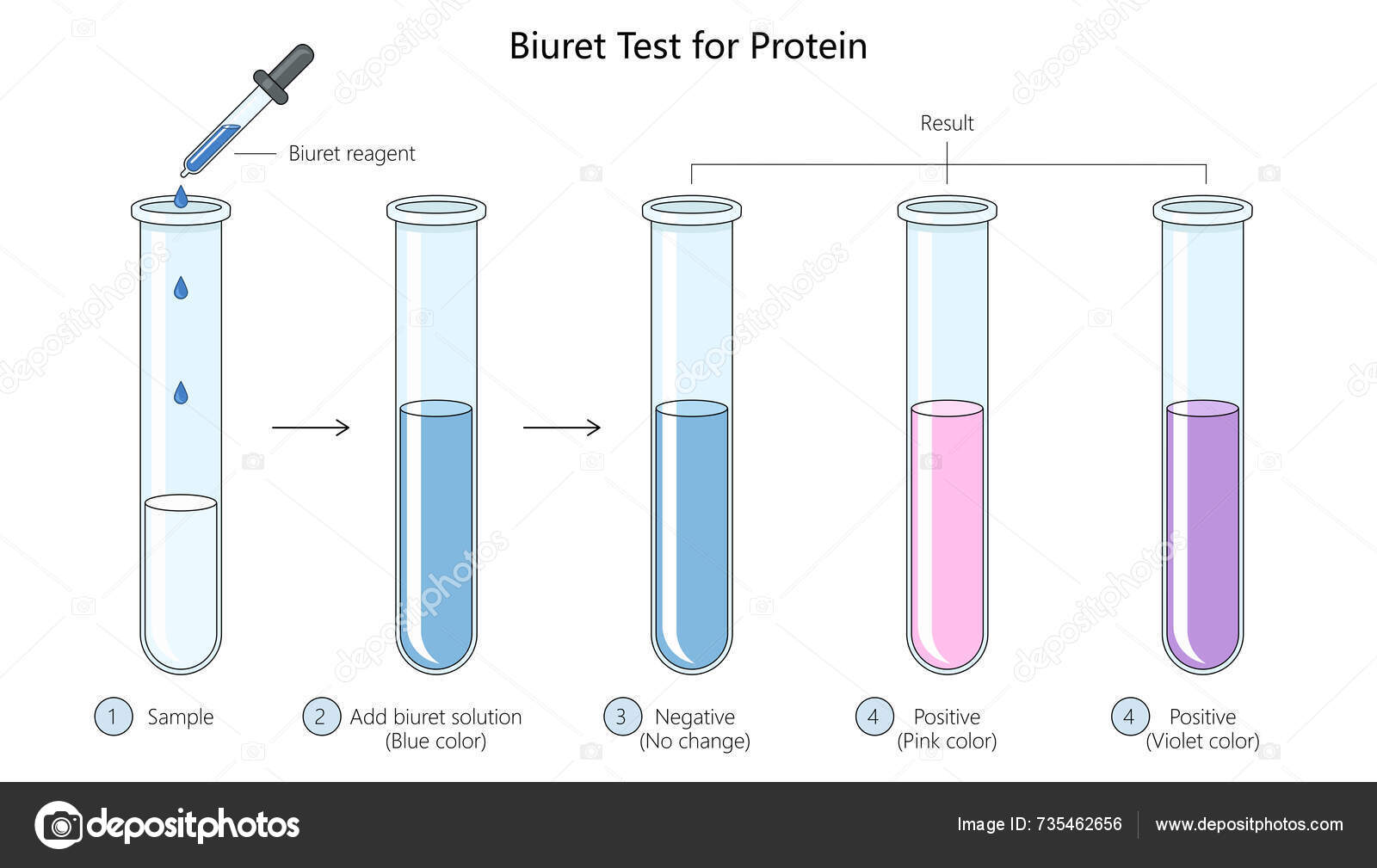 Biuret Test Protein Showing Step Step Procedure Results Indicating ...