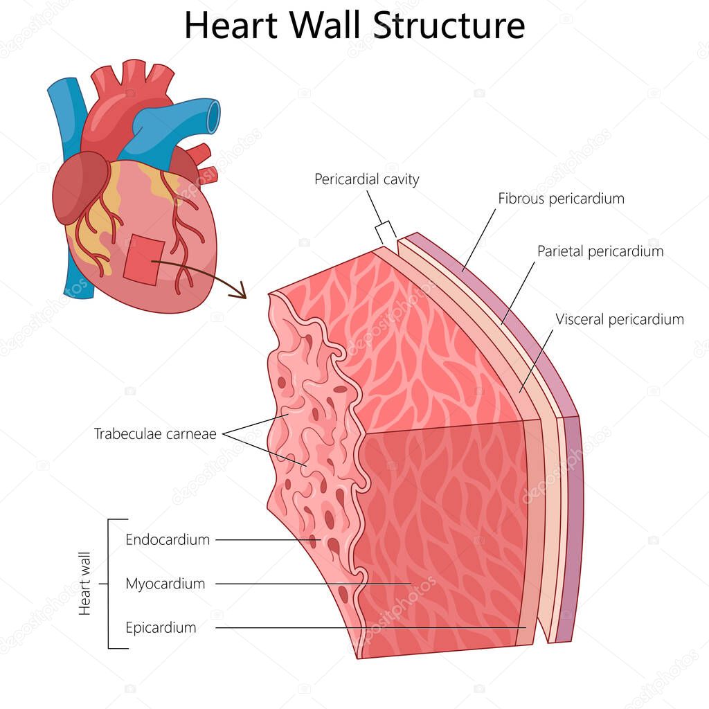 pared del corazón, que muestra capas que incluyen endocardio, miocardio, epicardio y los ...