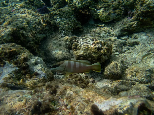 Pesci di roccia del pacifico Stock Photos, Royalty Free Pesci di roccia ...