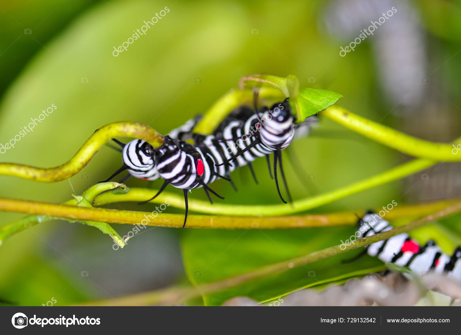 Great Tree Nymph Larva Macro Photo Large Beautiful Caterpillar — Stock ...