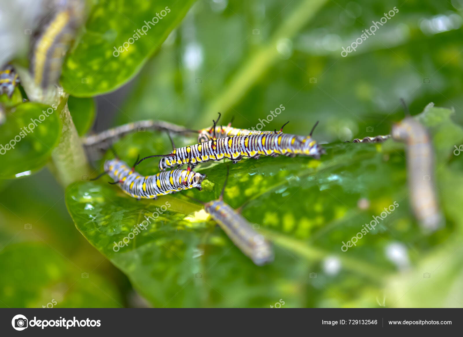 Great Tree Nymph Larva Macro Photo Large Beautiful Caterpillar — Stock ...