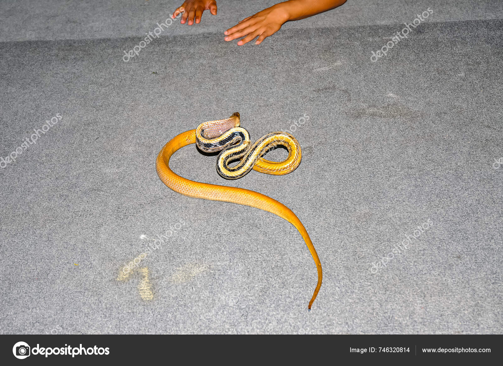 Dangerous Snake Show Thailand — Stock Photo © glebantiy #746320814