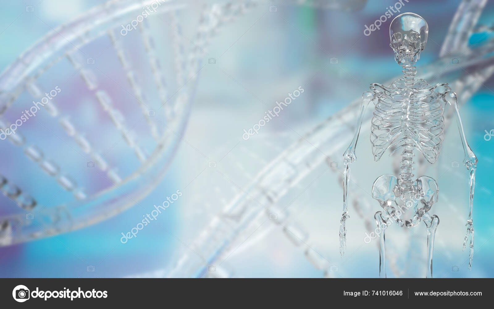 Skeleton Internal Framework Bones Cartilage Provides Structure Support ...