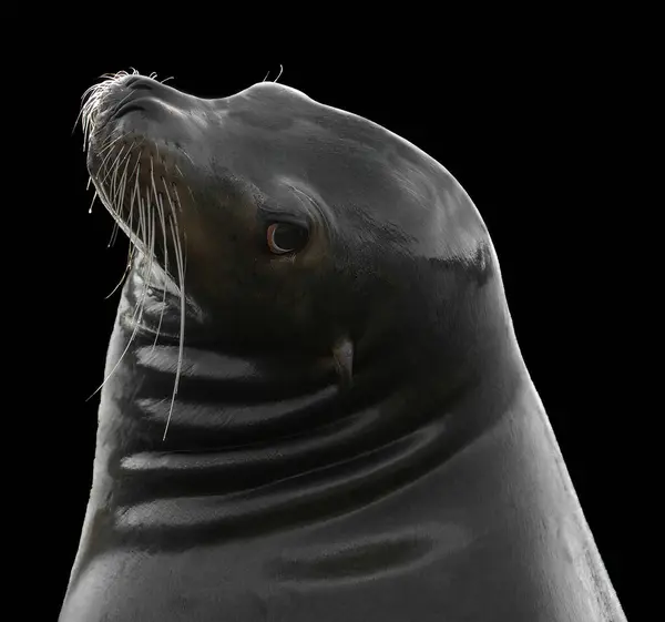 Hanger seal Stock Photos, Royalty Free Hanger seal Images | Depositphotos