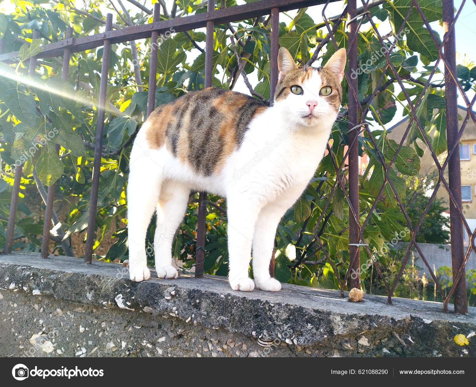 Portrait Single Cat Garden — Stock Photo © luciezr #621088290