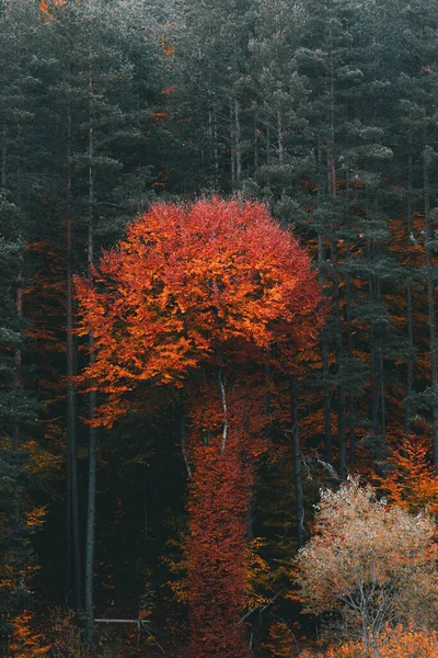 Beautiful red tree Stock Photos, Royalty Free Beautiful red tree Images ...