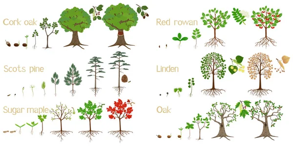 Deciduous Trees Names