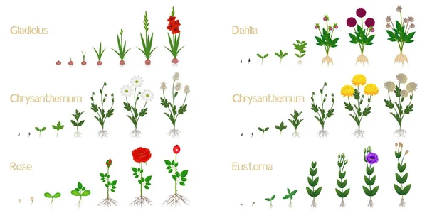 Set Flowering Field Plants Isolated White Background Stock Vector by ...