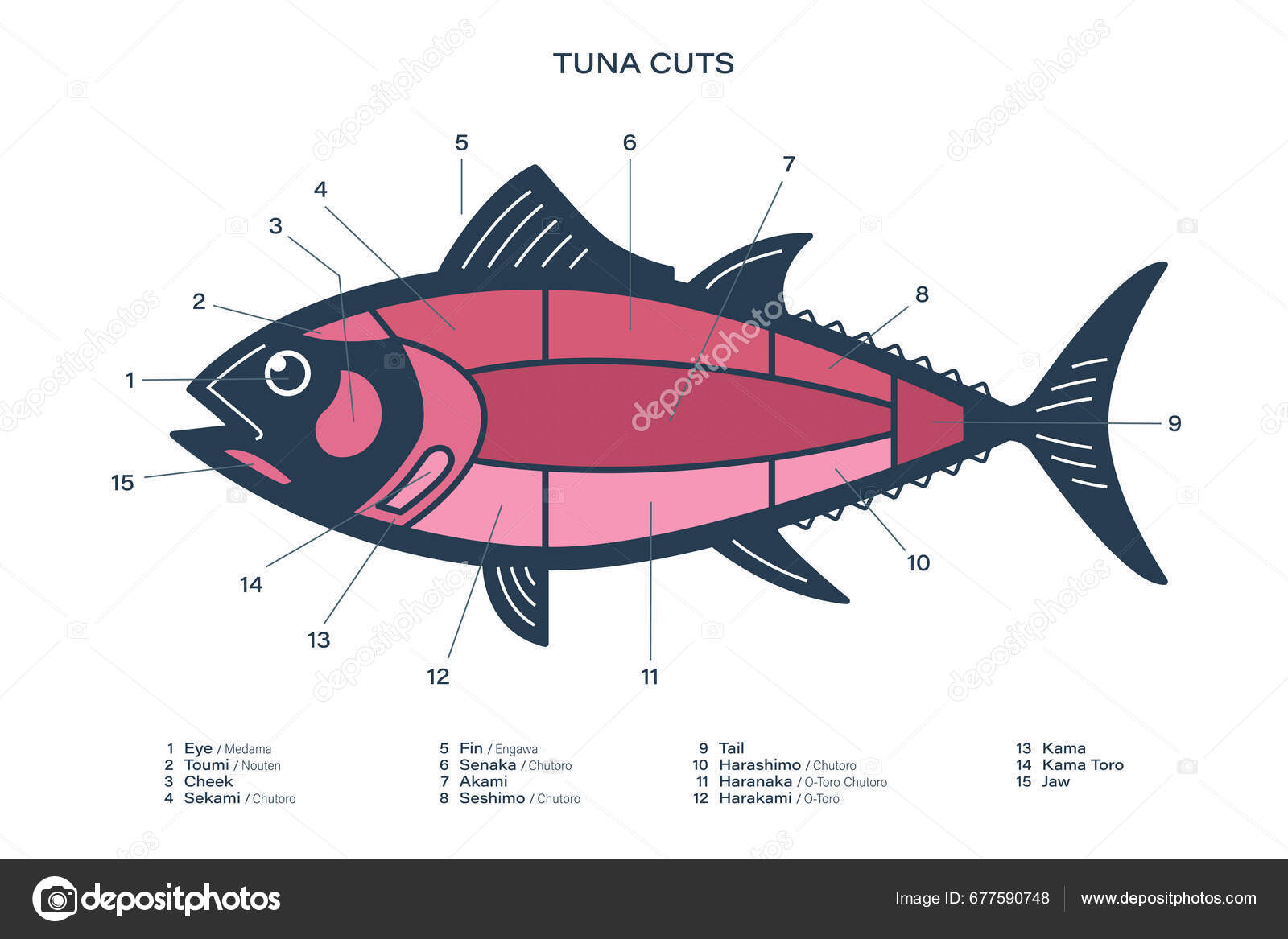 Tuna Cuts Diagram Parts Tuna Japanese Style Stock Vector by ©johndory ...