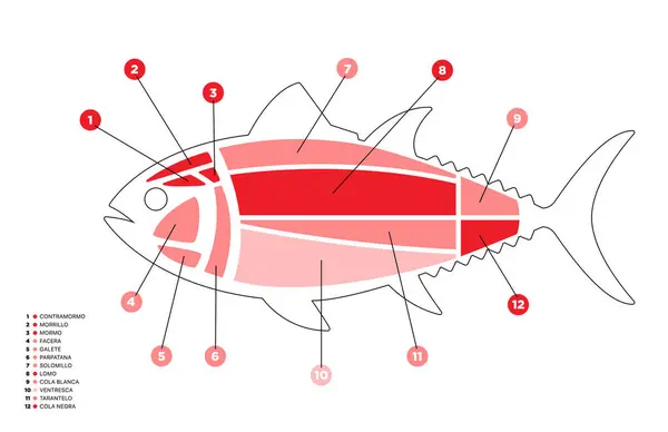 100,000 Anatomy of fish Vector Images | Depositphotos