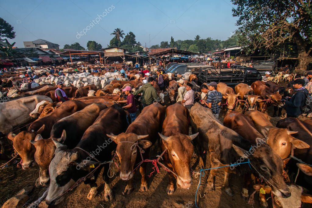 El Mercado de Animales de Jonggol en Bogor Regency, el mayor mercado de ...