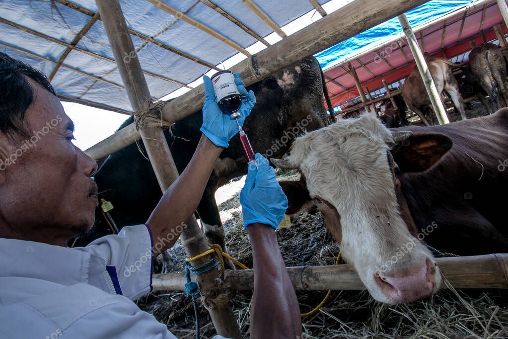 Un veterinario inyecta vitaminas en las vacas para la prevención de la enfermedad de las paperas ...