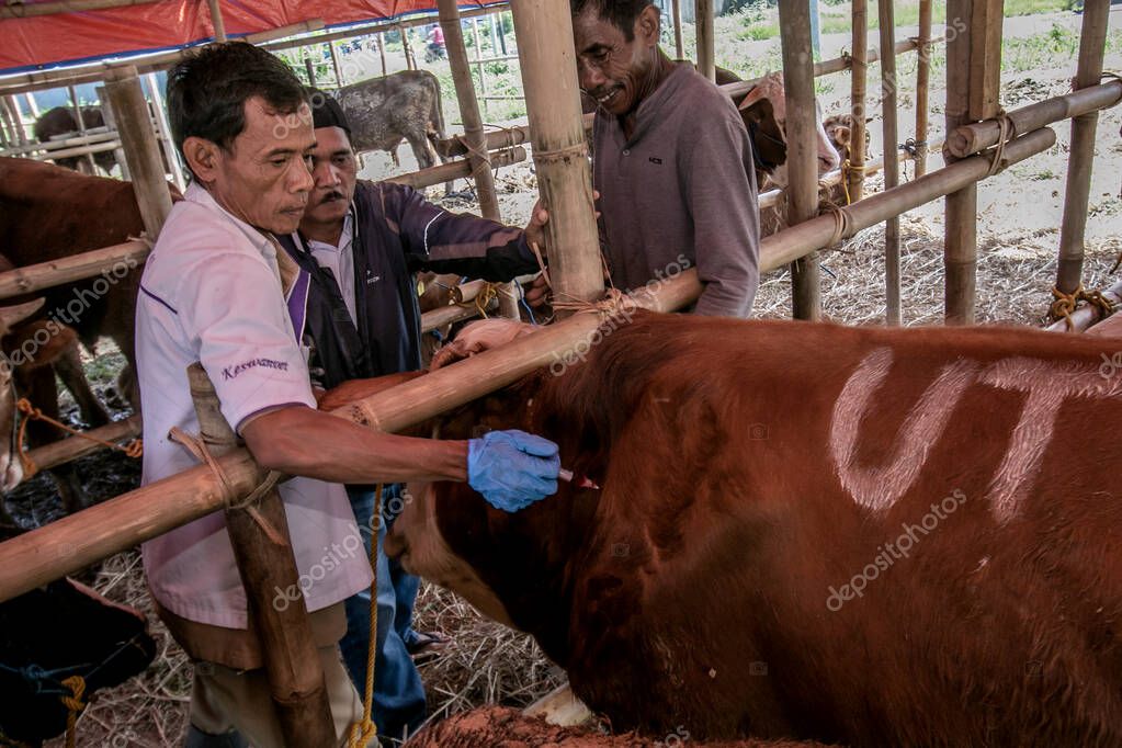Un veterinario inyecta vitaminas en las vacas para la prevención de la enfermedad de las paperas ...