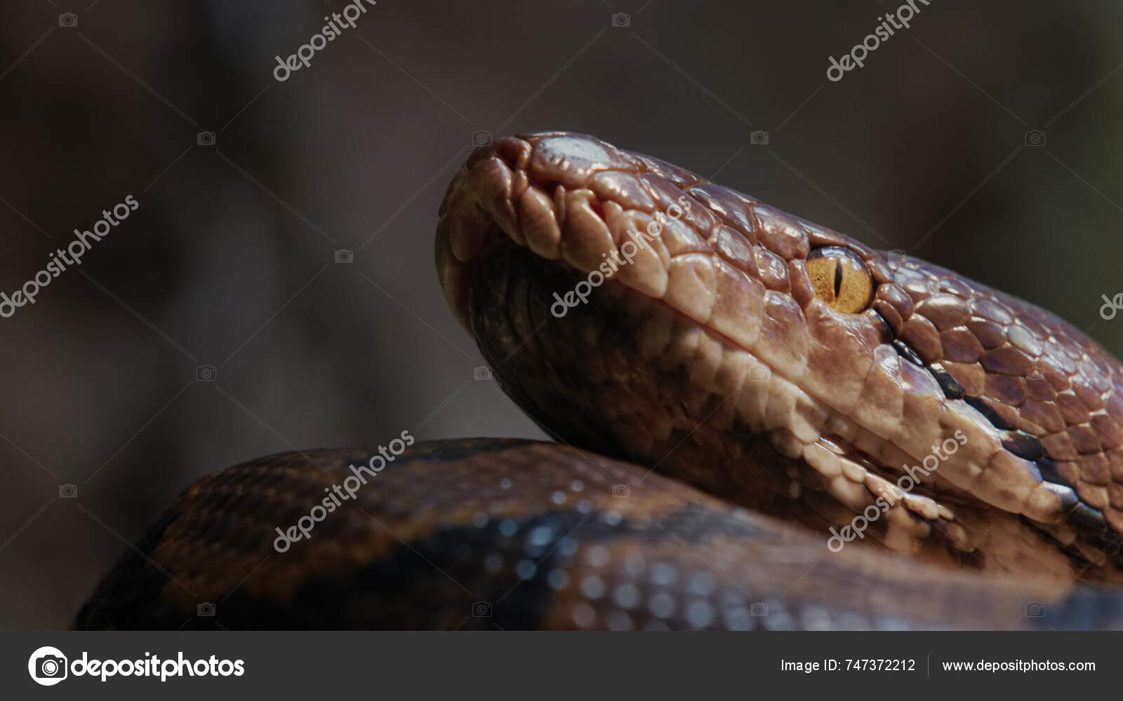 Big Reticulated Python Crawling Branches Tree — Stock Photo ...
