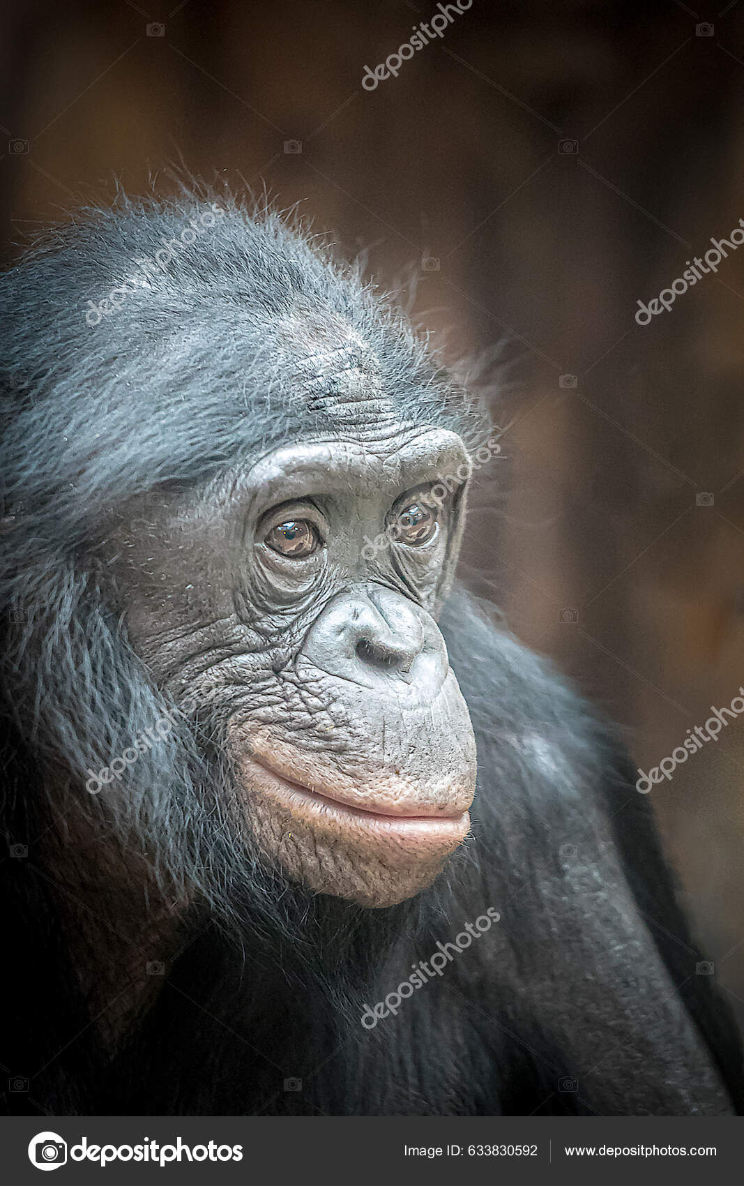 Funny Chimpanzee Face