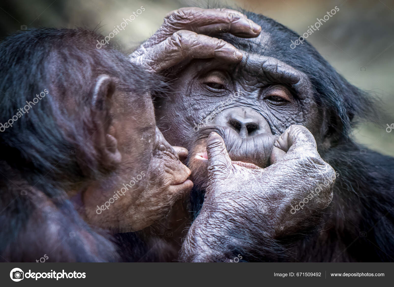 Bonobos Hugging
