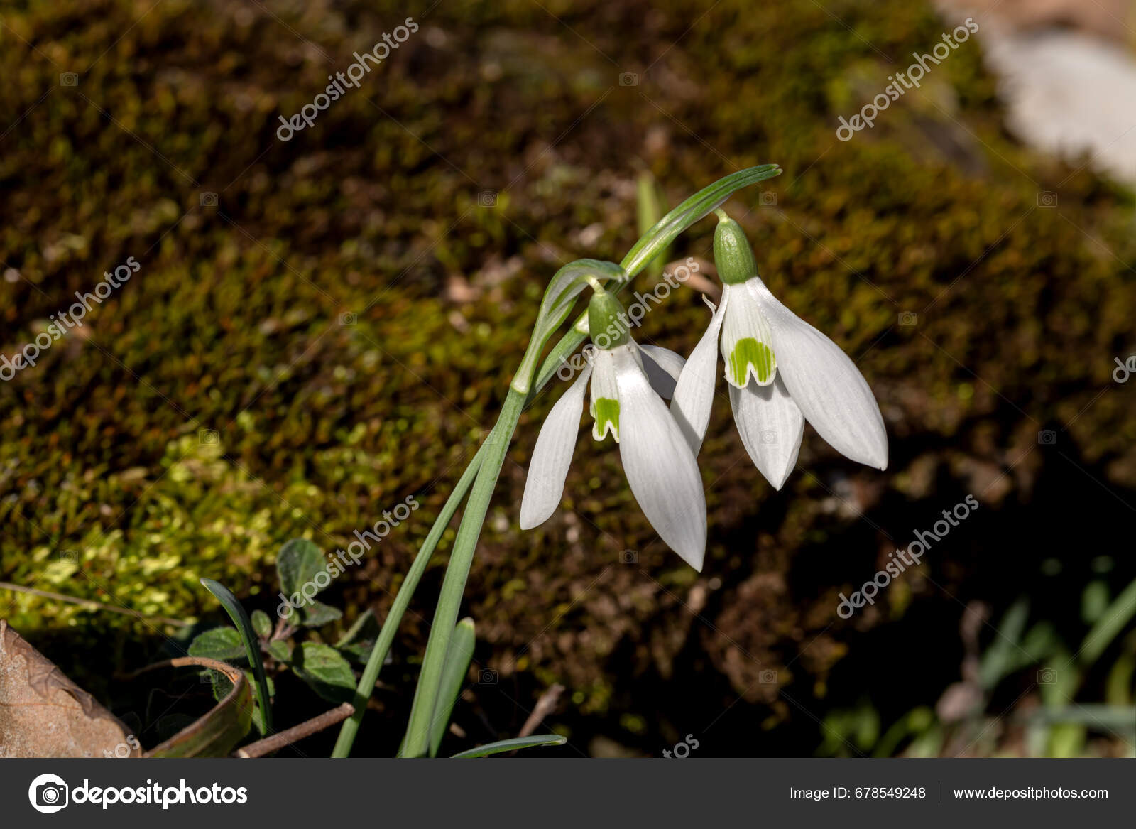Beautiful Early Rare Snowdrop Galanthus Nivalis Grows Mountains River ...