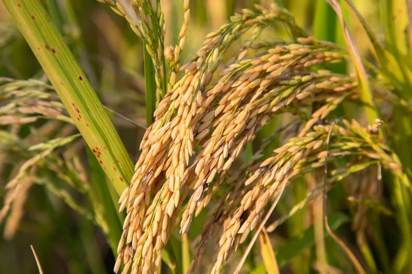 Golden grain rice spike harvest of Rice field. Selective Focus - Stock ...