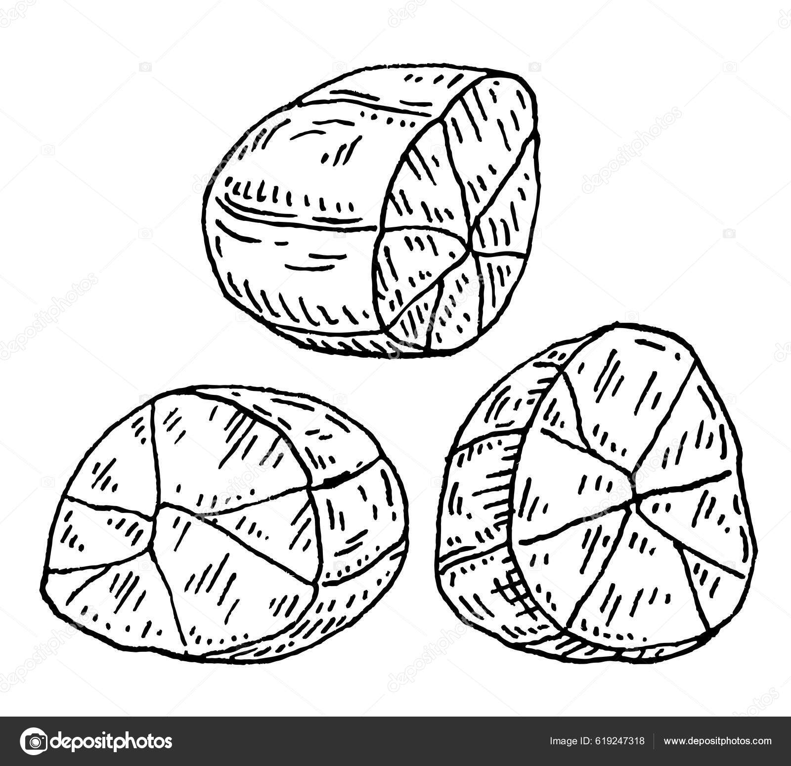 Half Kola Nut Shell Vector Engraving Black Vintage Illustration ...